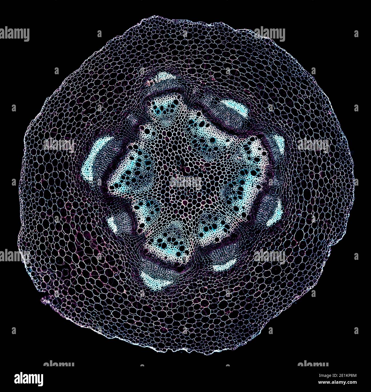 cross section cut under the microscope – microscopic view of plant ...