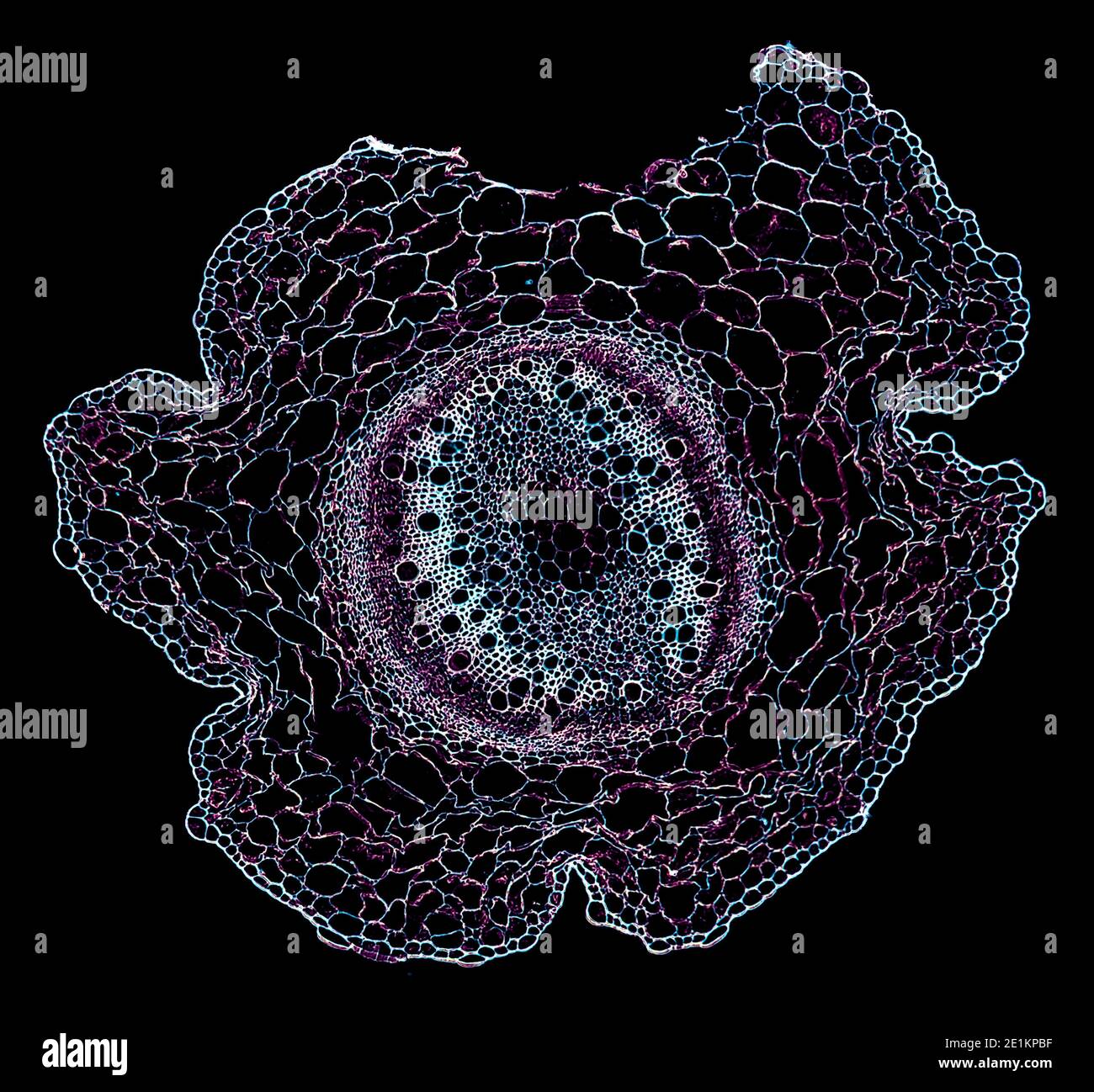 cross section cut under the microscope – microscopic view of plant ...