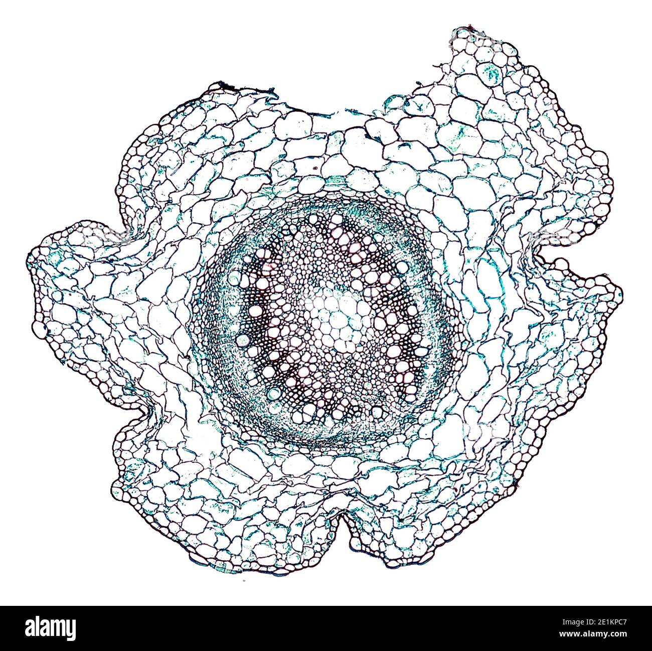 cross section cut under the microscope – microscopic view of plant ...