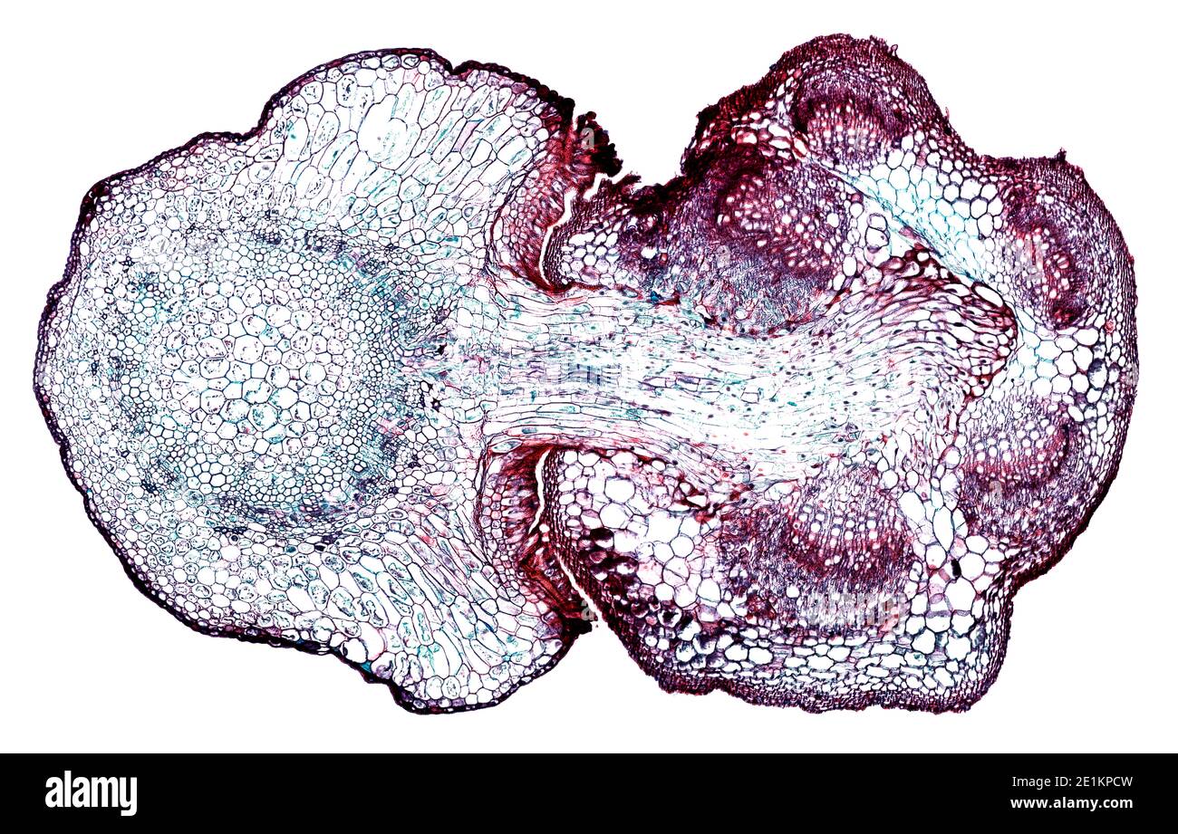 cross section cut under the microscope – microscopic view of plant ...