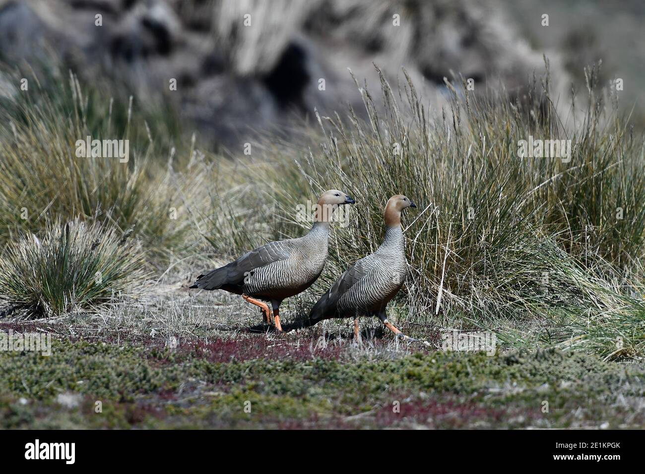 Upland goose pair falklands hi-res stock photography and images - Alamy