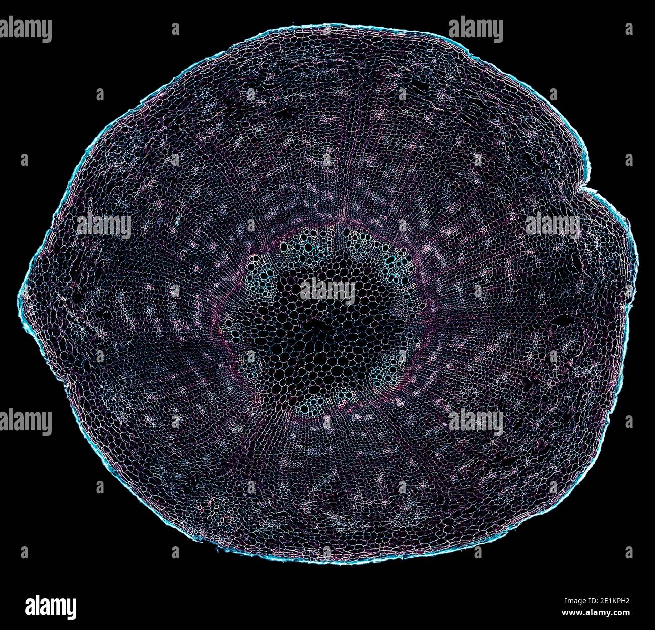 cross section cut under the microscope – microscopic view of plant ...