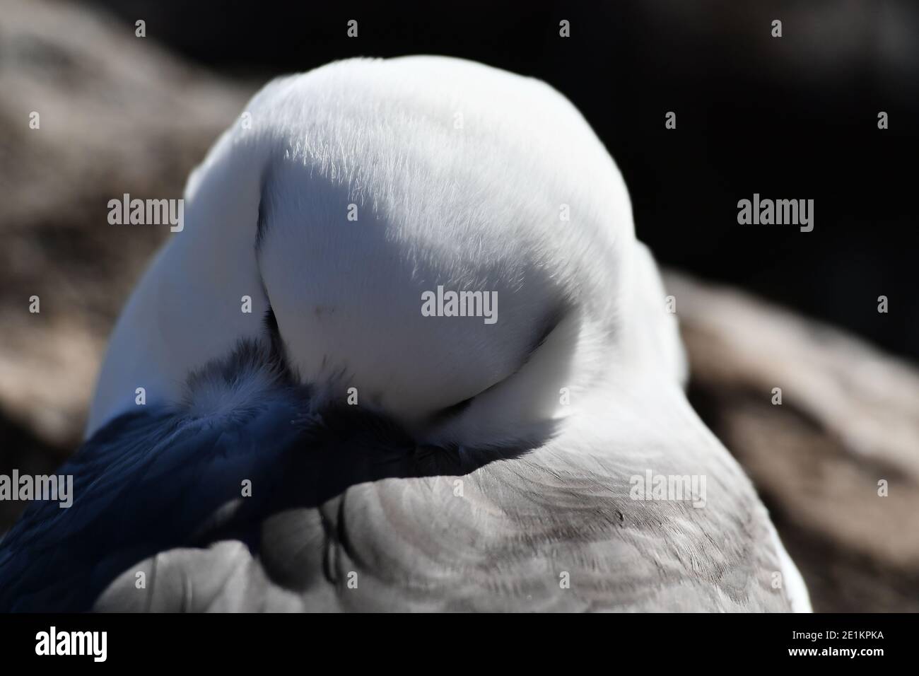Black-browed albatross (Thalassarche melanophris) roosting with beak ...