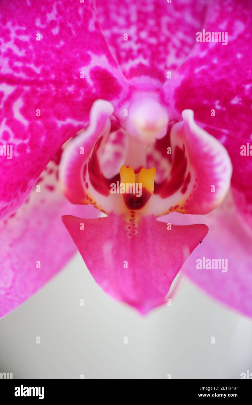 defocuse close up detail macro structure of purple dendrobium orchid ...