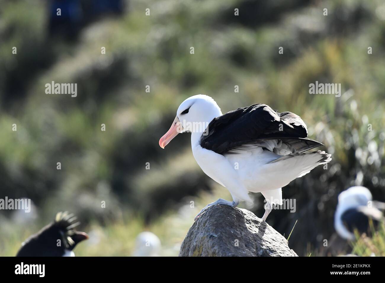 Falklands birds hi-res stock photography and images - Alamy