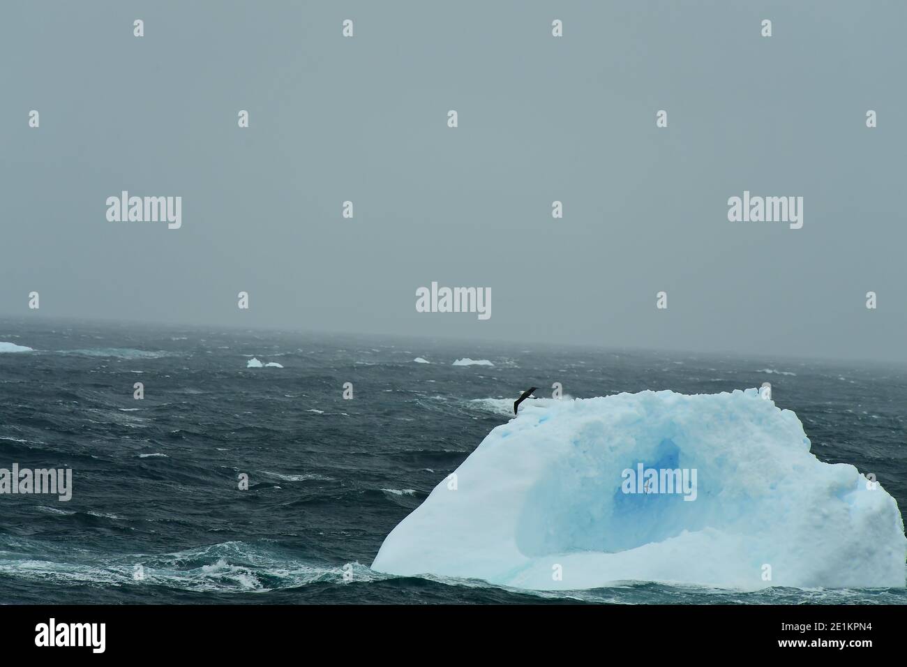 Albatross are seen soaring in the midst of a large dome iceberg ...