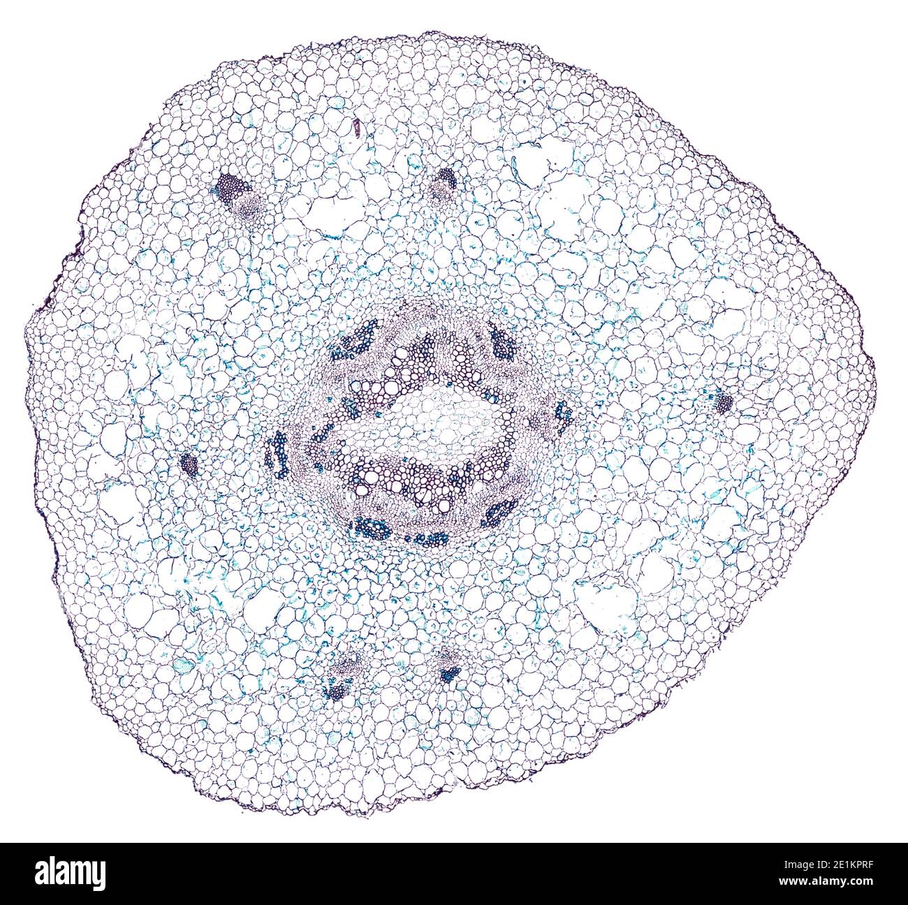 cross section cut under the microscope – microscopic view of plant ...