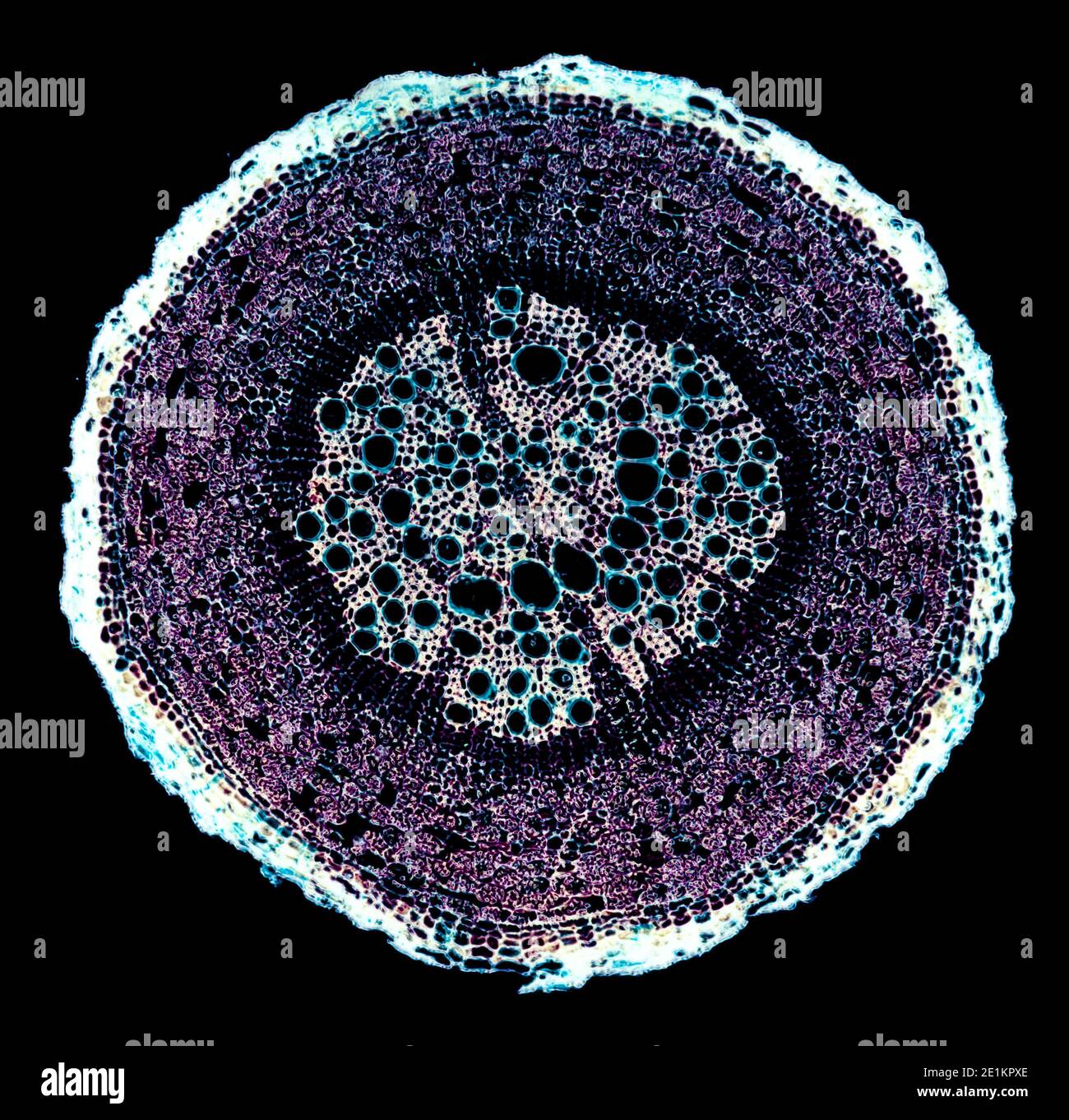 cross section cut under the microscope – microscopic view of plant ...