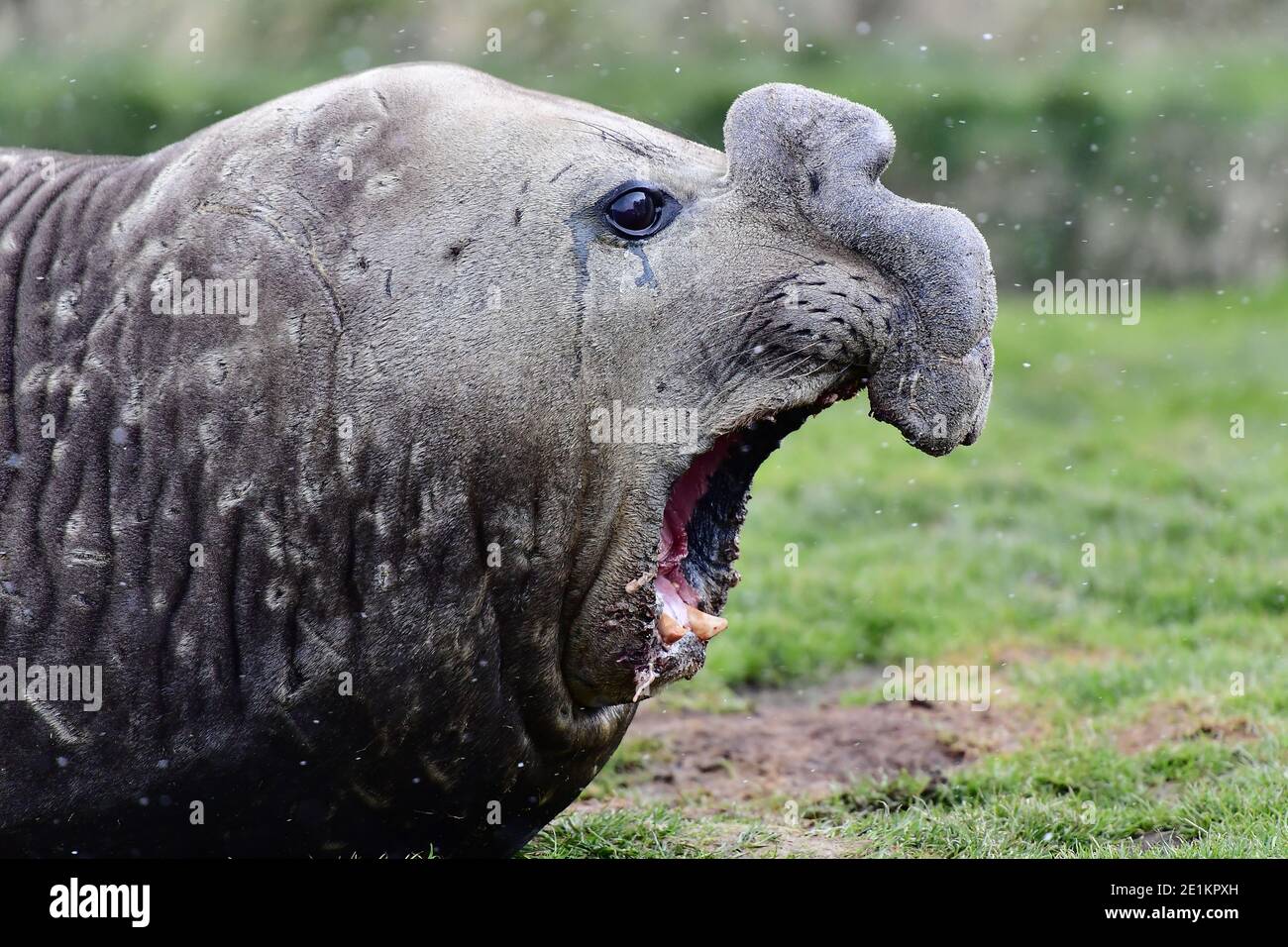 Bull elephant seal vocalizing hi-res stock photography and images - Alamy