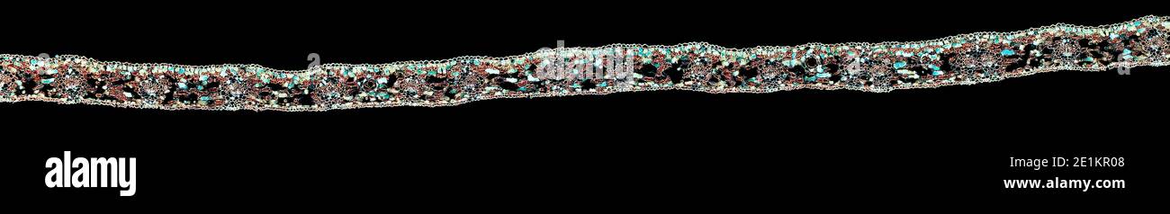 cross section cut under the microscope – microscopic view of plant ...