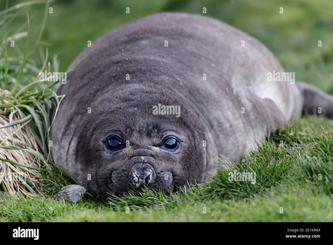 Southern elephant seal pup grass camera hi-res stock photography and ...