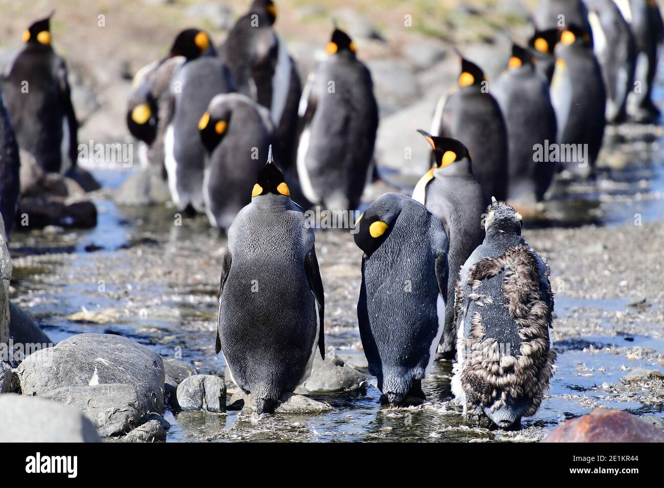 Close up molting penguins hi-res stock photography and images - Alamy