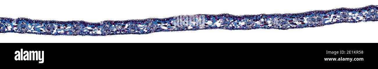 cross section cut of human body cells under a scientific microscope ...