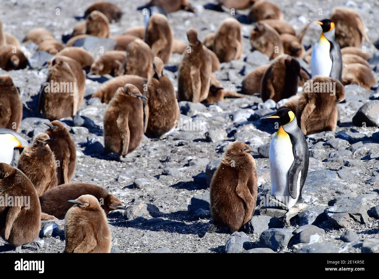 Close up pictures of penguin rookery hi-res stock photography and ...