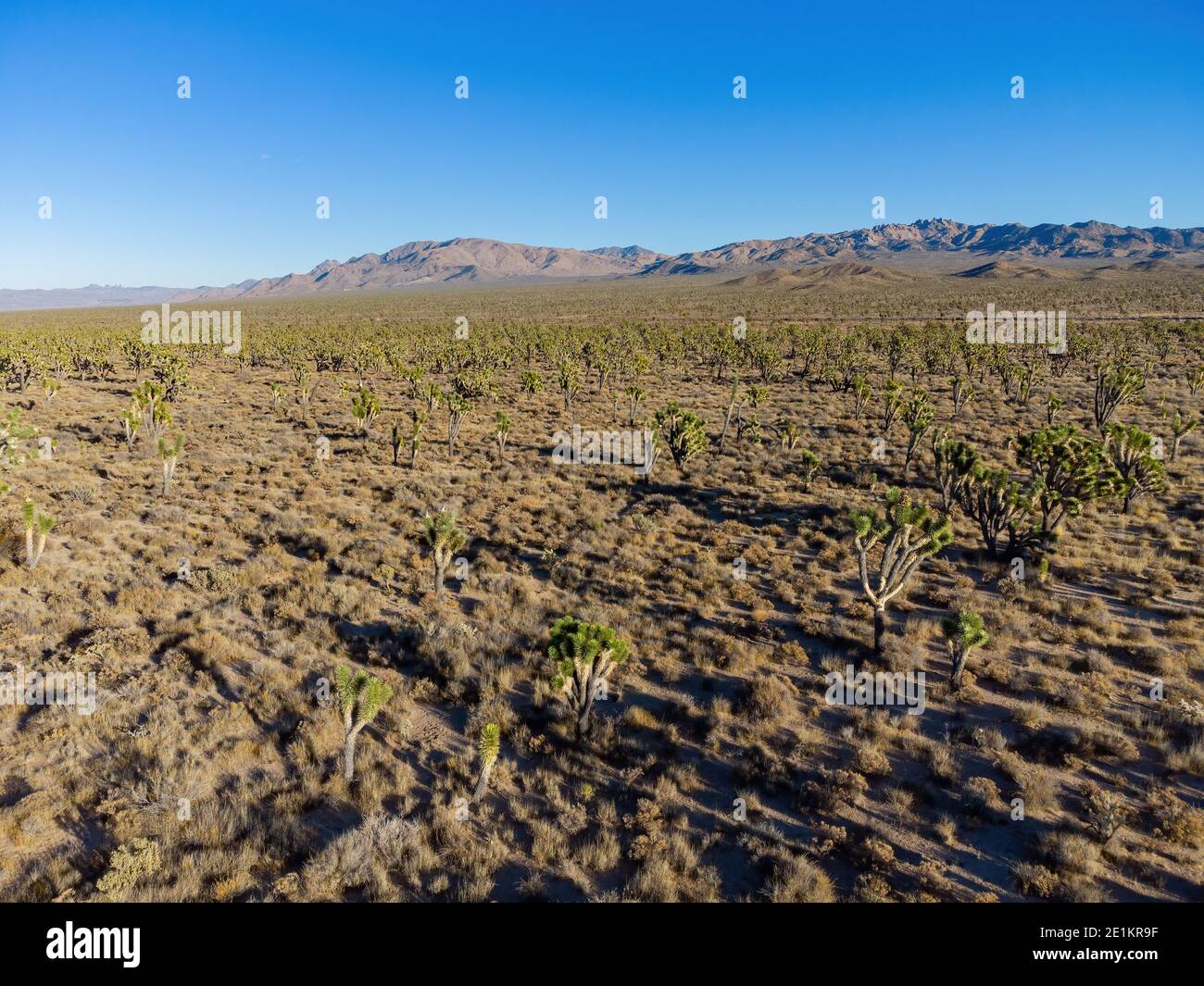 Aerial view of many joshua tree in rural land at California Stock Photo ...