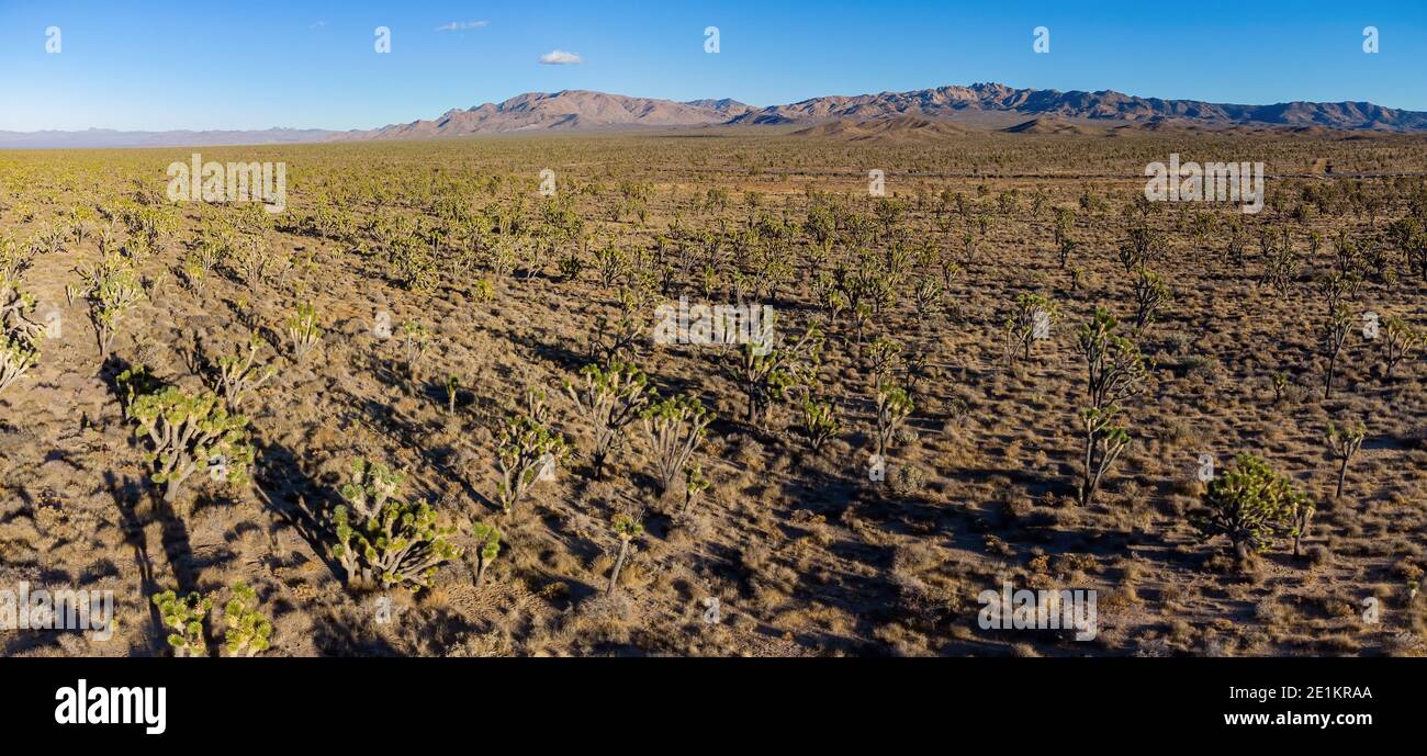 Aerial view joshua tree preserve hi-res stock photography and images ...