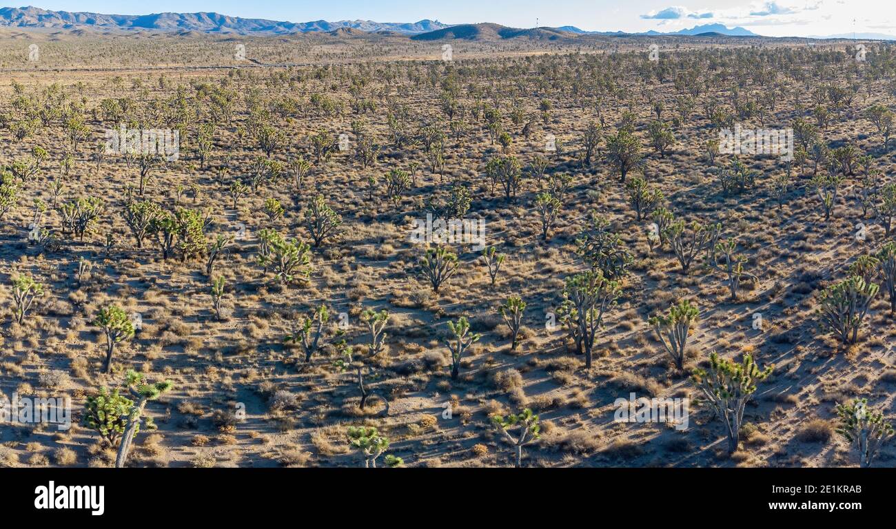 Aerial view of many joshua tree in rural land at California Stock Photo ...