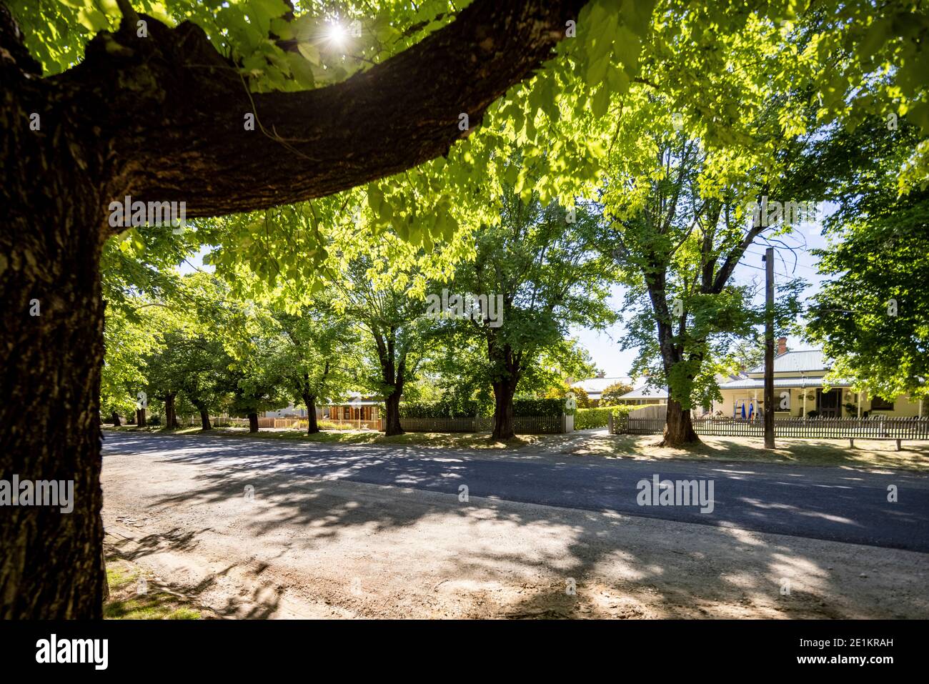 Leafy tree lined suburban street in Beechworth, Victoria, Australia ...