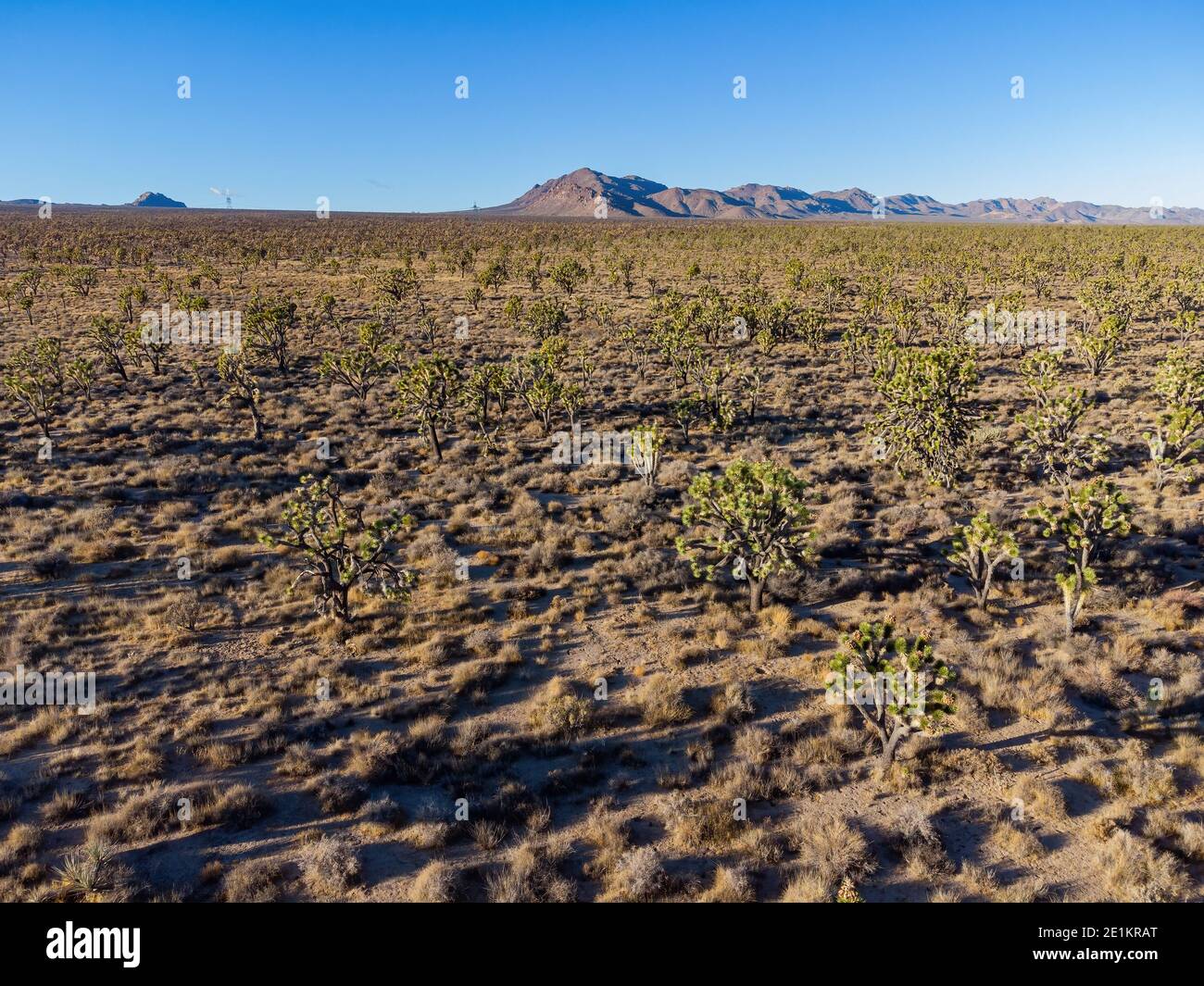 Aerial view of many joshua tree in rural land at California Stock Photo ...