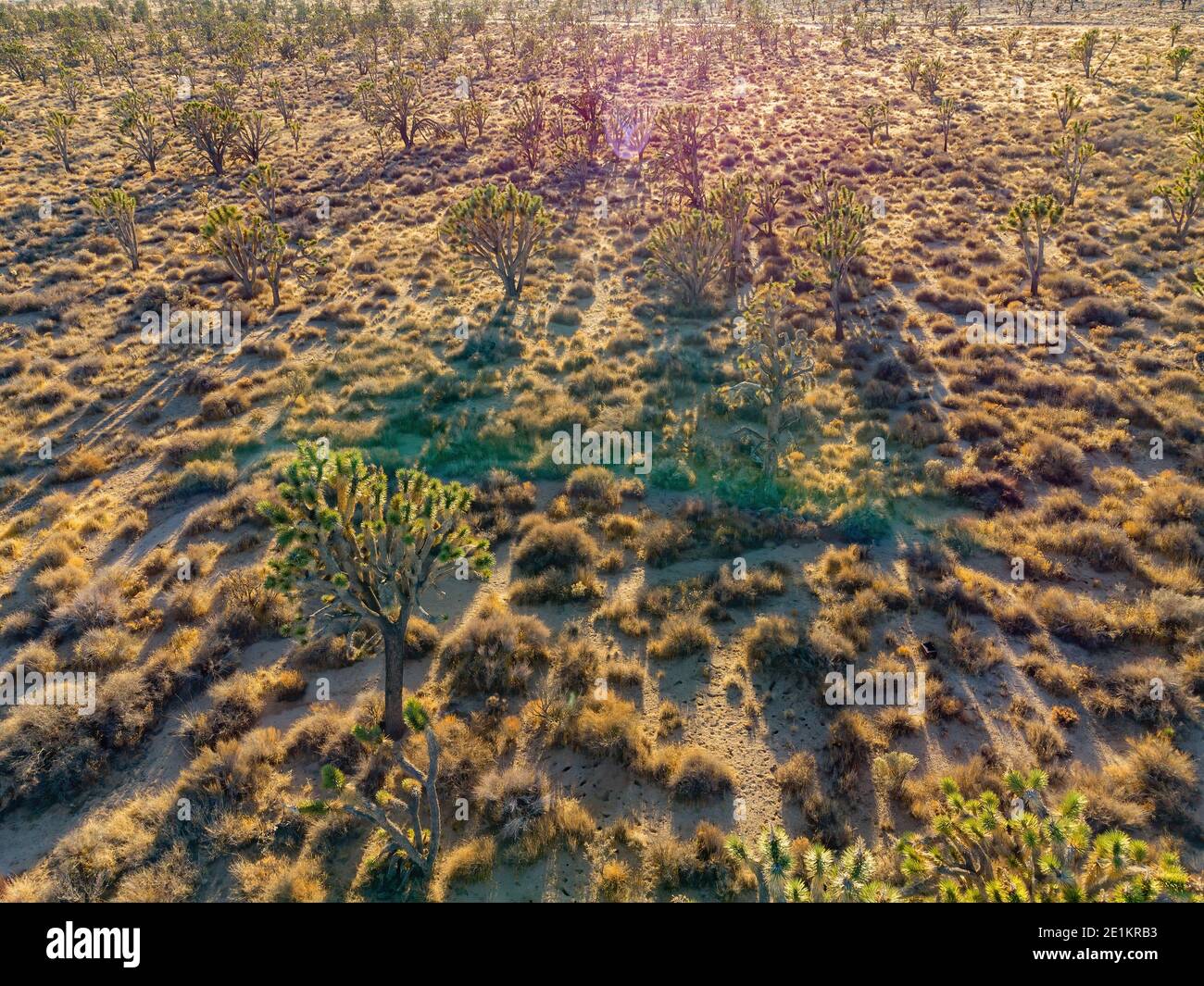 Aerial view of many joshua tree in rural land at California Stock Photo ...