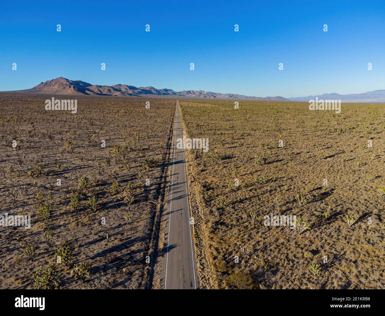 Aerial view of many joshua tree in rural land at California Stock Photo ...