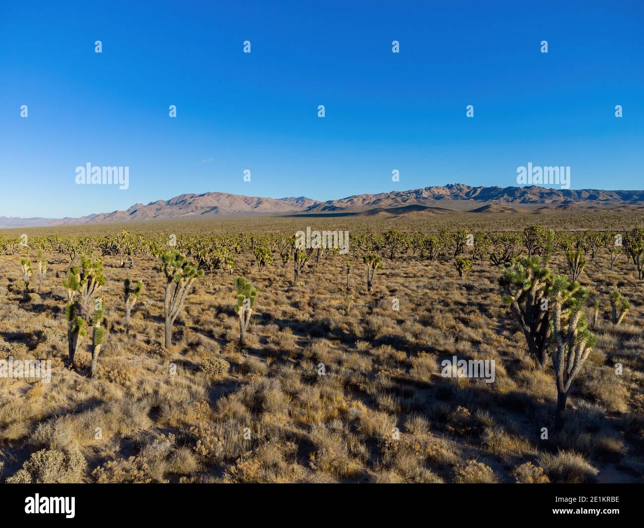 Aerial view of many joshua tree in rural land at California Stock Photo ...