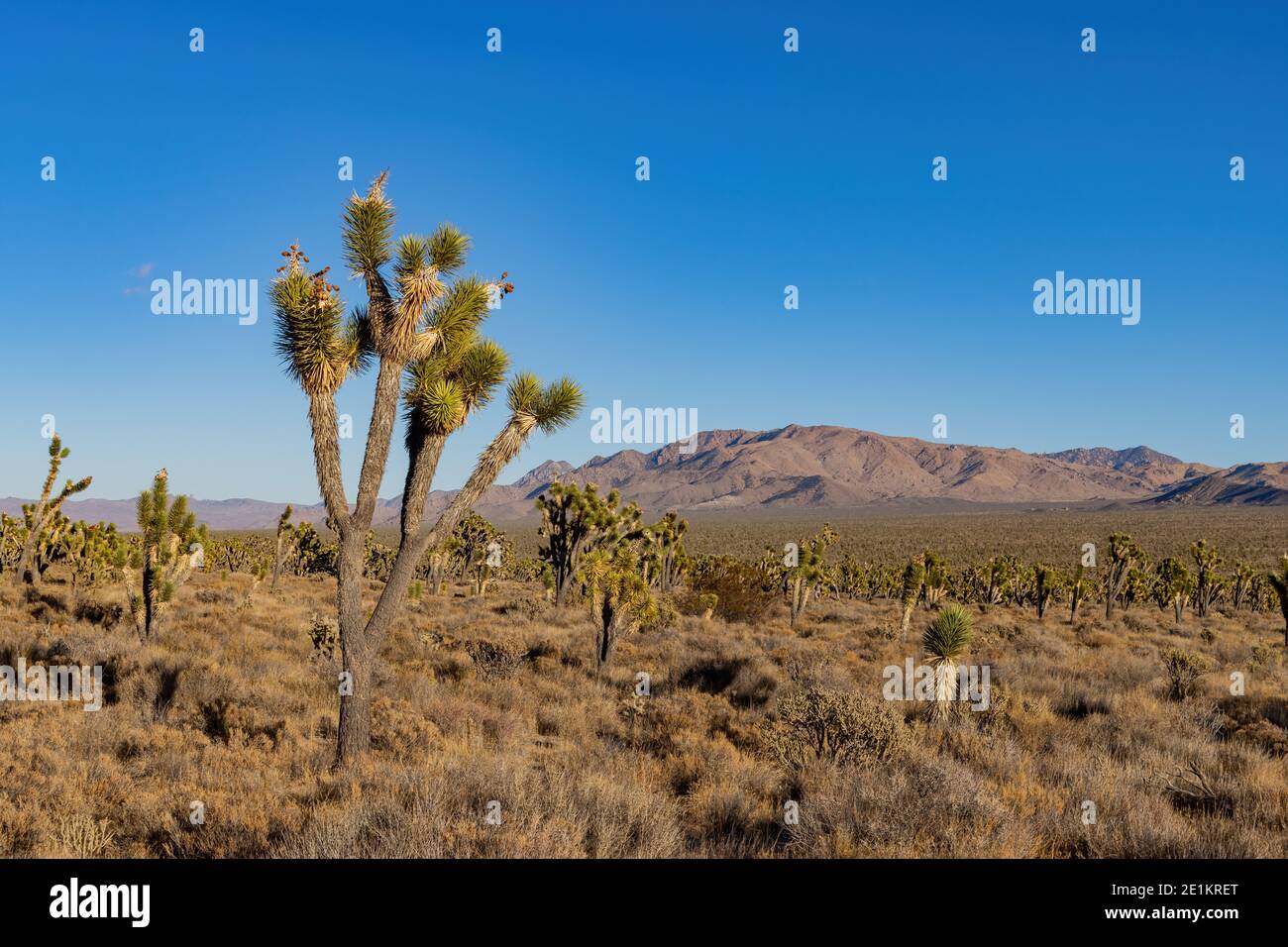 Sunny exterior view baker hi-res stock photography and images - Alamy