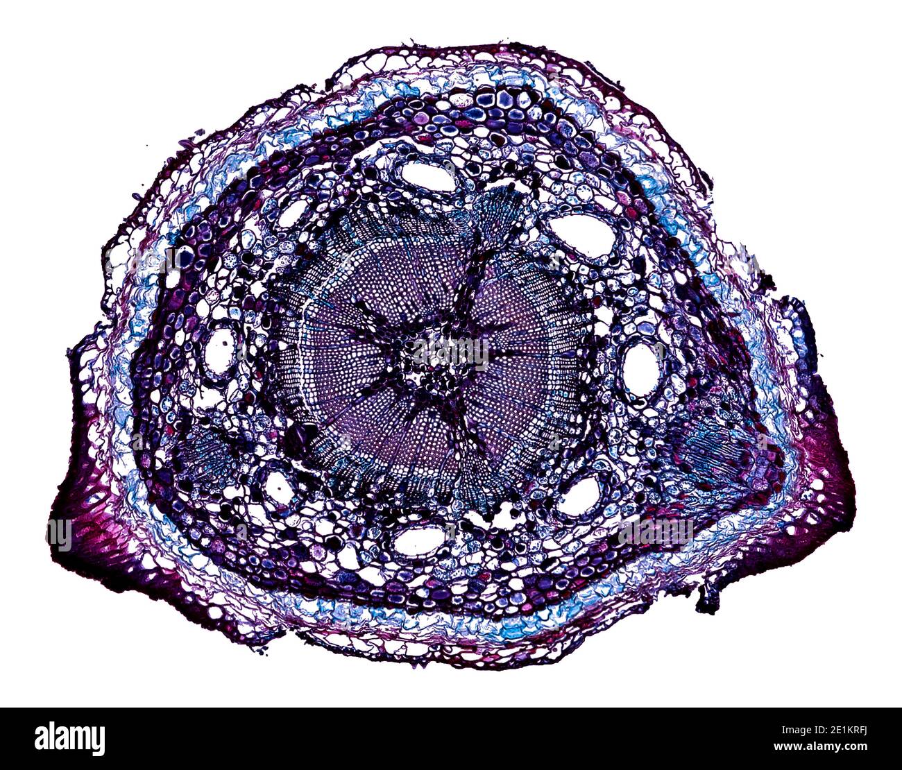 cross section cut under the microscope – microscopic view of plant ...
