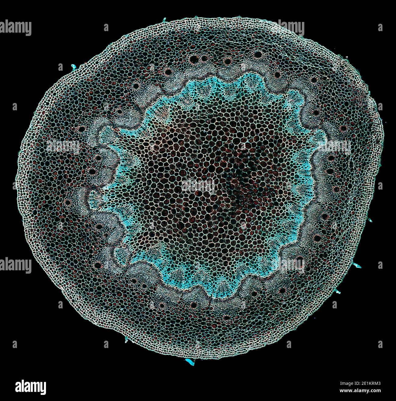 cross section cut under the microscope – microscopic view of plant ...