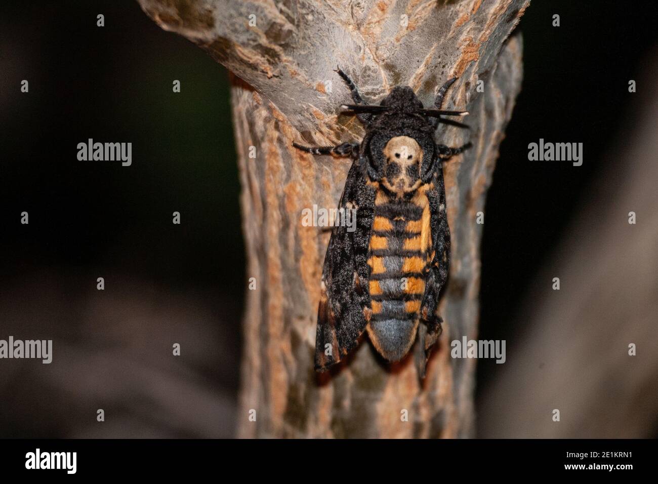 Acherontia atropos, the (African) death's-head hawkmoth, Death's-head ...