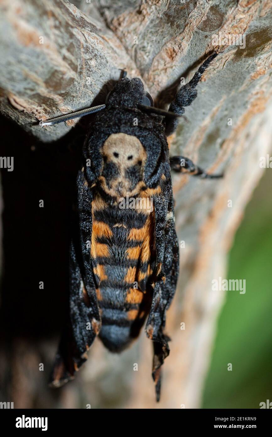 Acherontia atropos, the (African) death's-head hawkmoth, Death's-head ...
