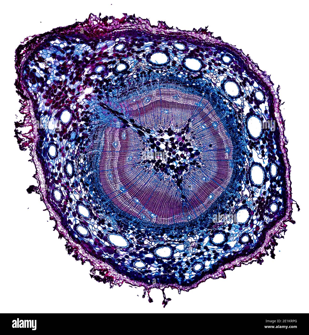 cross section cut under the microscope – microscopic view of plant ...