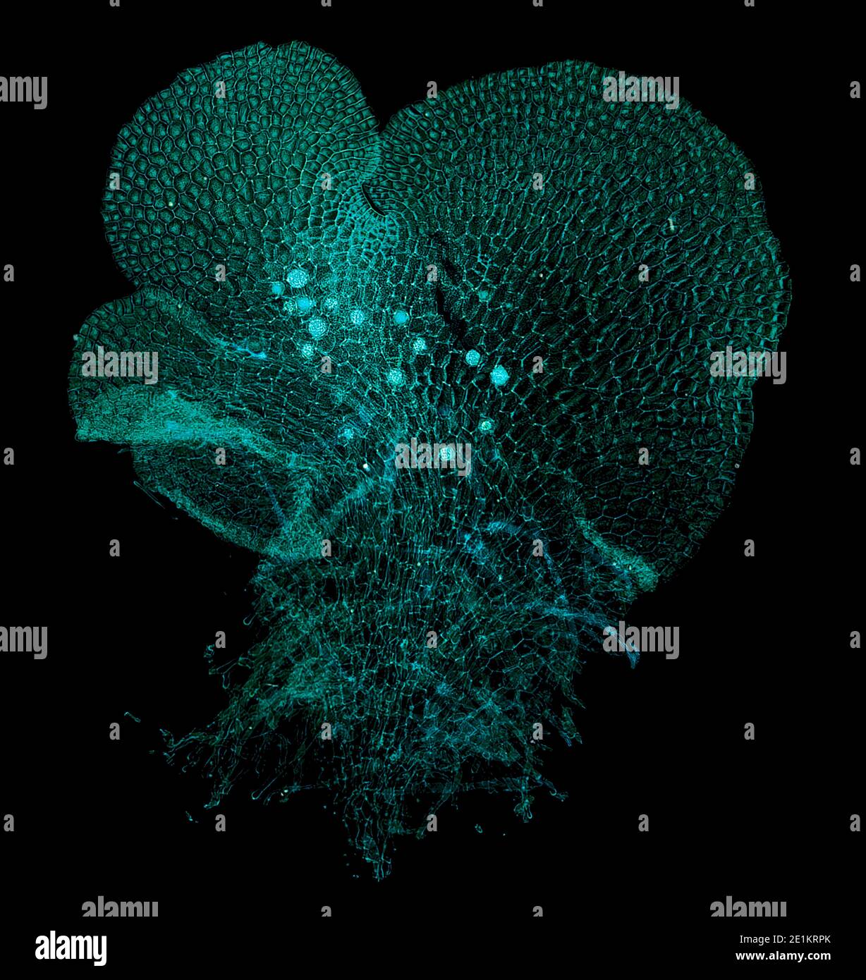 cross section cut under the microscope – microscopic view of plant ...