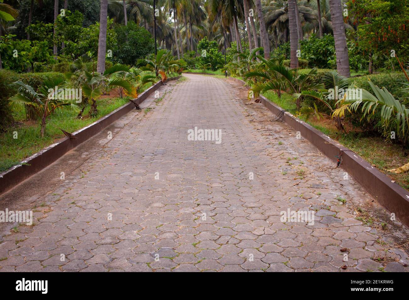 Driveway palm tree hi-res stock photography and images - Alamy