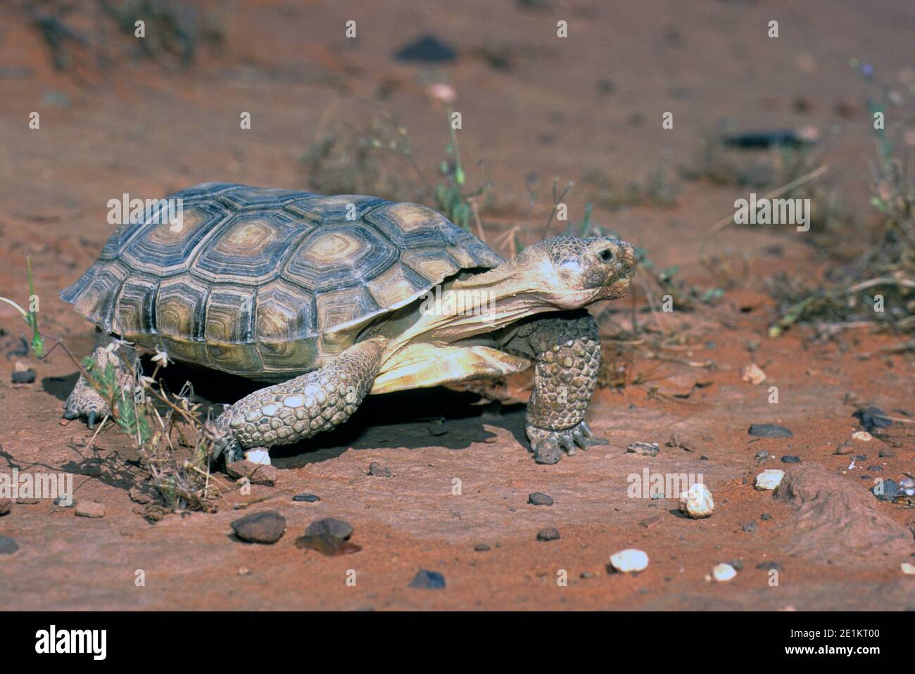 Desert tortoise (Gopherus agassizii) in the Red Cliffs Desert Tortoise ...
