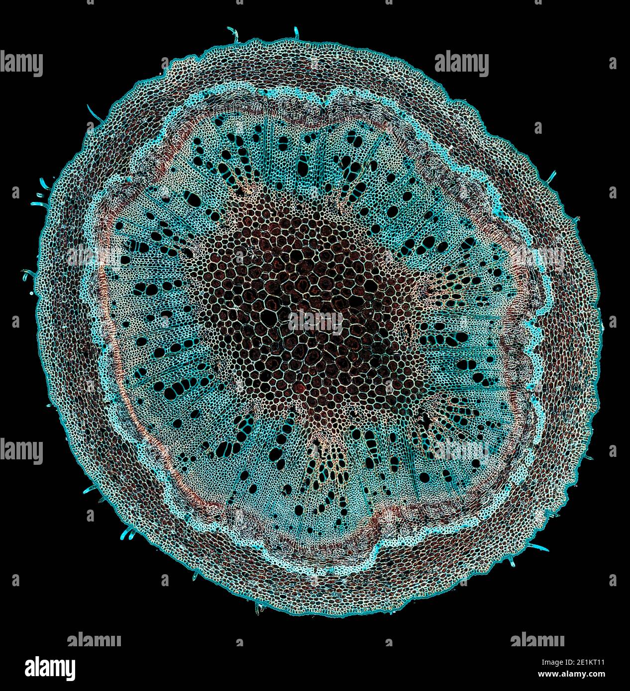 cross section cut under the microscope – microscopic view of plant ...