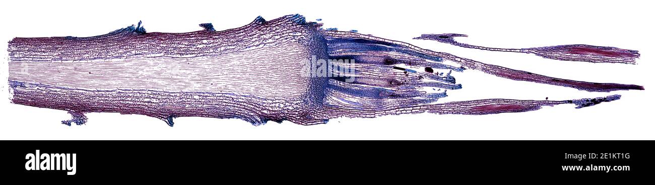 cross section cut under the microscope – microscopic view of plant ...