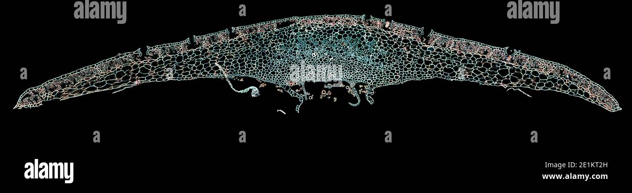 cross section cut under the microscope – microscopic view of plant ...