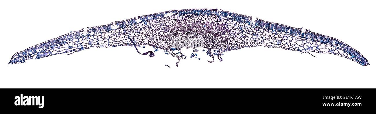 cross section cut under the microscope – microscopic view of plant ...