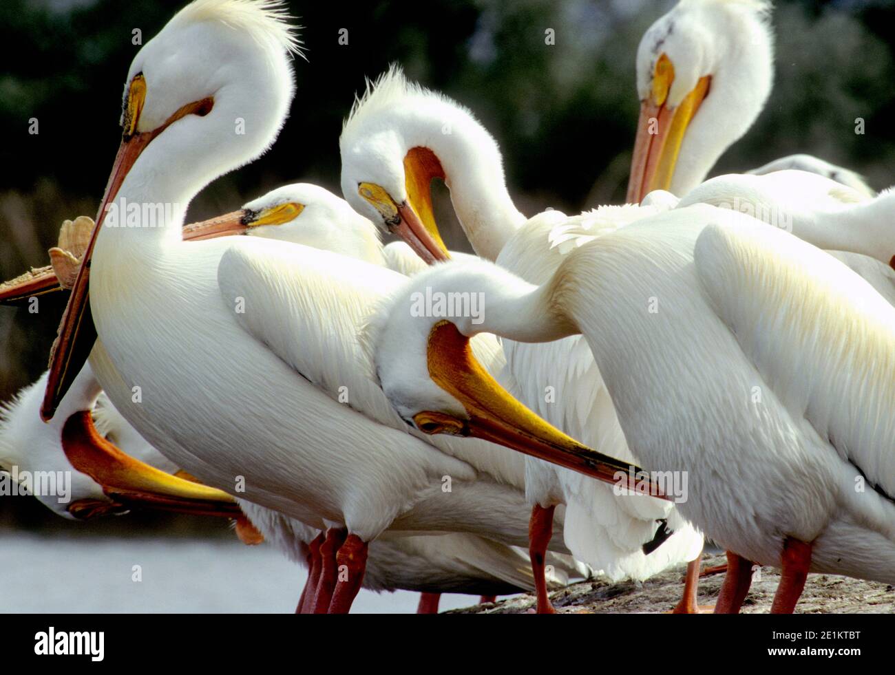 American white pelicans in breeding condition hi-res stock photography ...