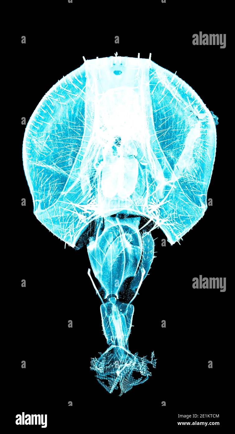 cross section cut of human body cells under a scientific microscope ...