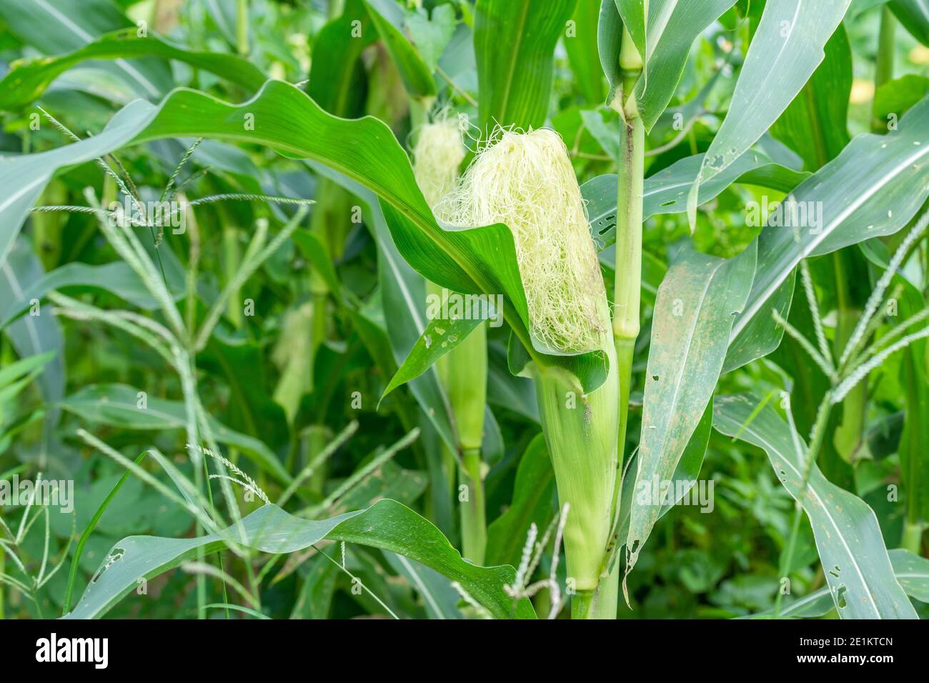 Vegetable silk tree hi-res stock photography and images - Alamy