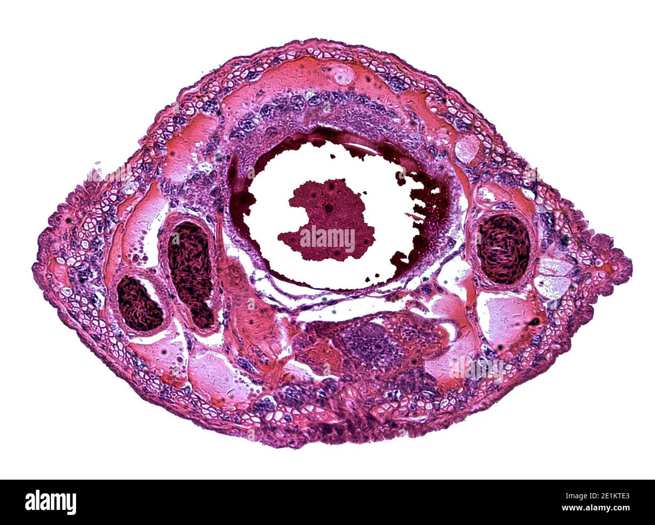 cross section cut of human body cells under a scientific microscope ...
