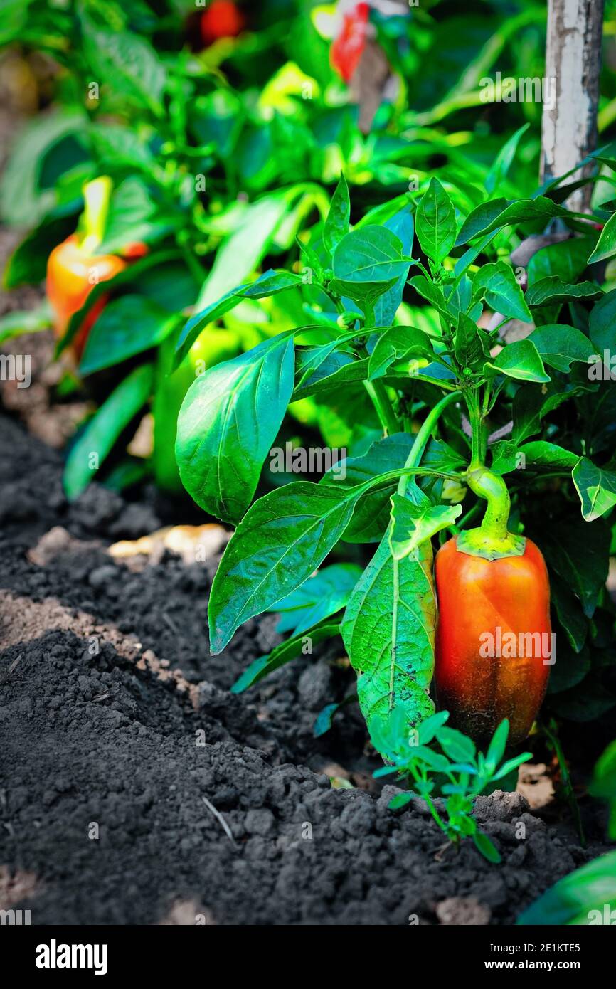 ripe pepper grows on a green stalk in the garden. Growing natural ...