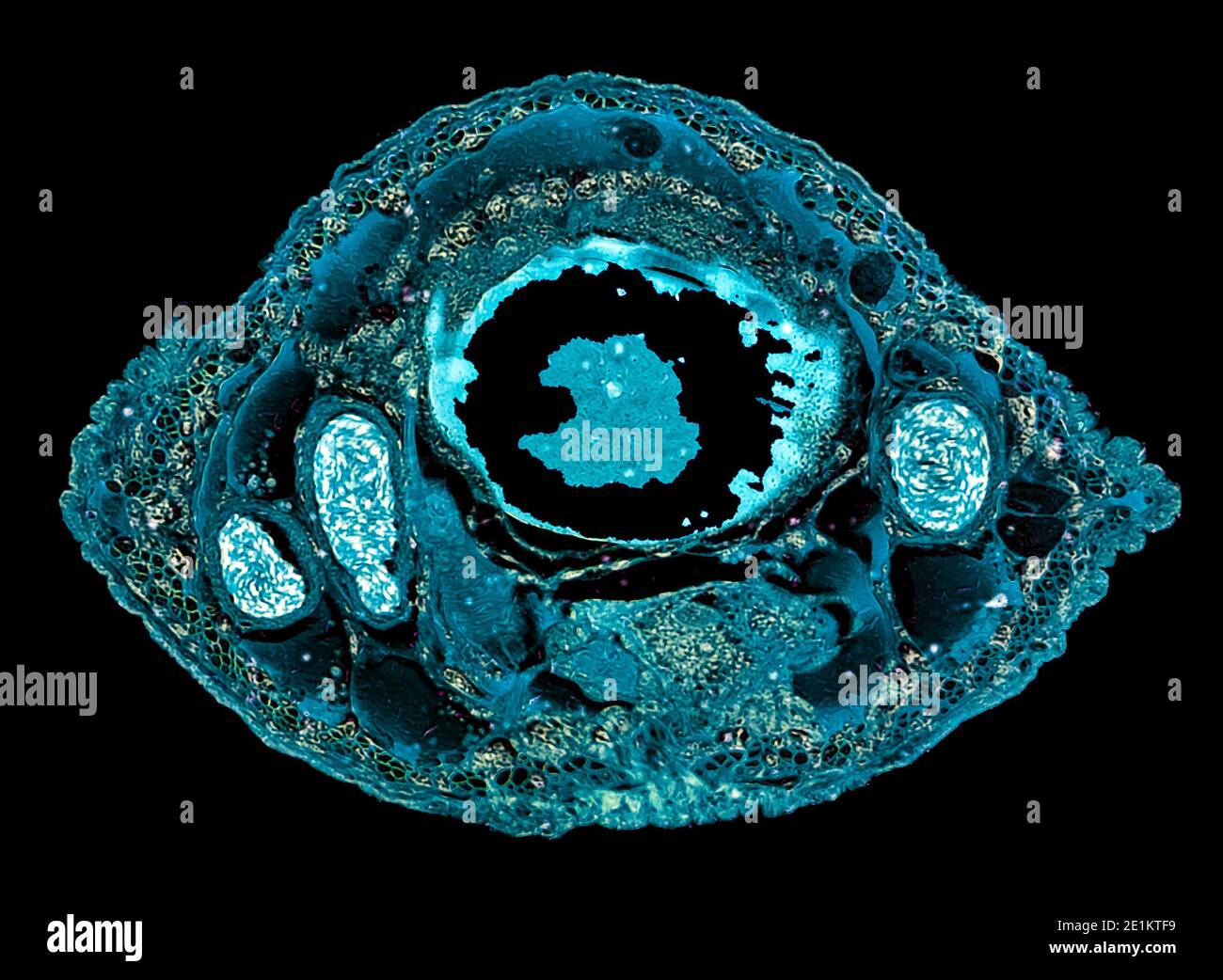 cross section cut of human body cells under a scientific microscope ...