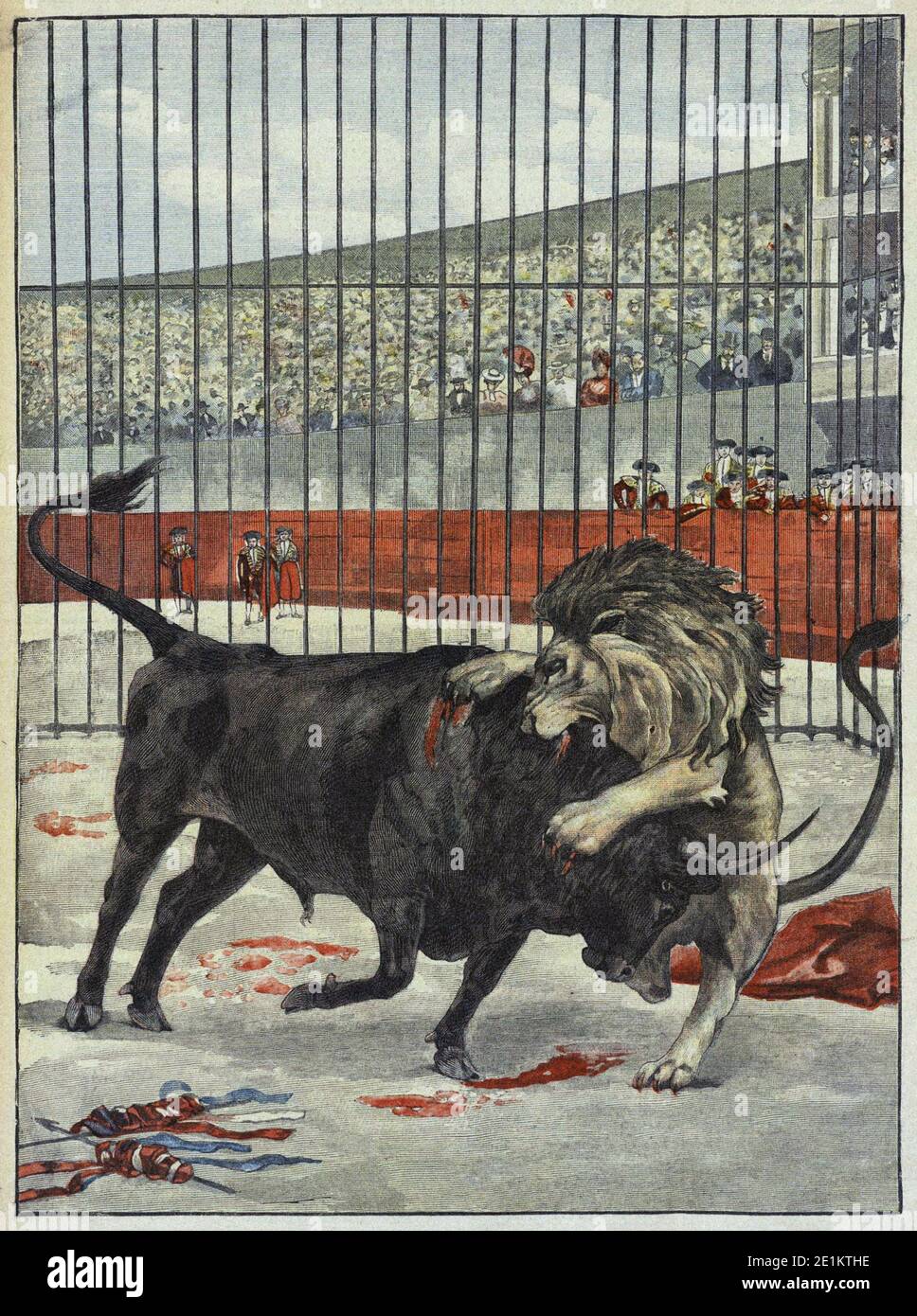 Bull Hunting Lion High Resolution Stock Photography and Images - Alamy