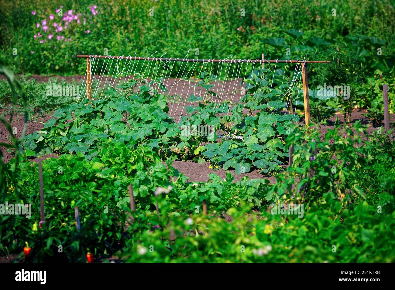 Vegetable garden with growing vegetables. Natural rustic plantation of ...
