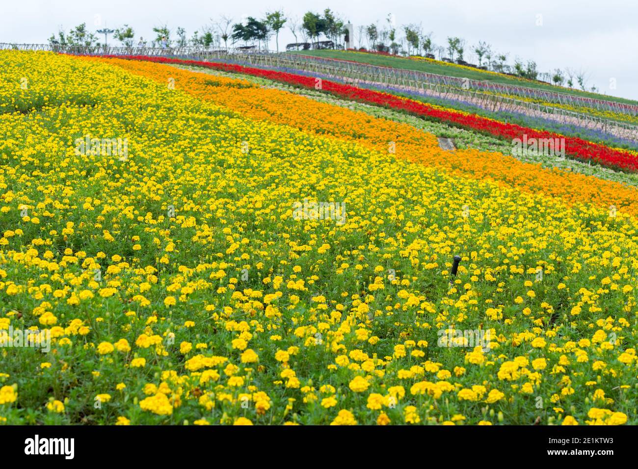 Colorful flower fields and house in East Overseas Chinese Town (OCT ...