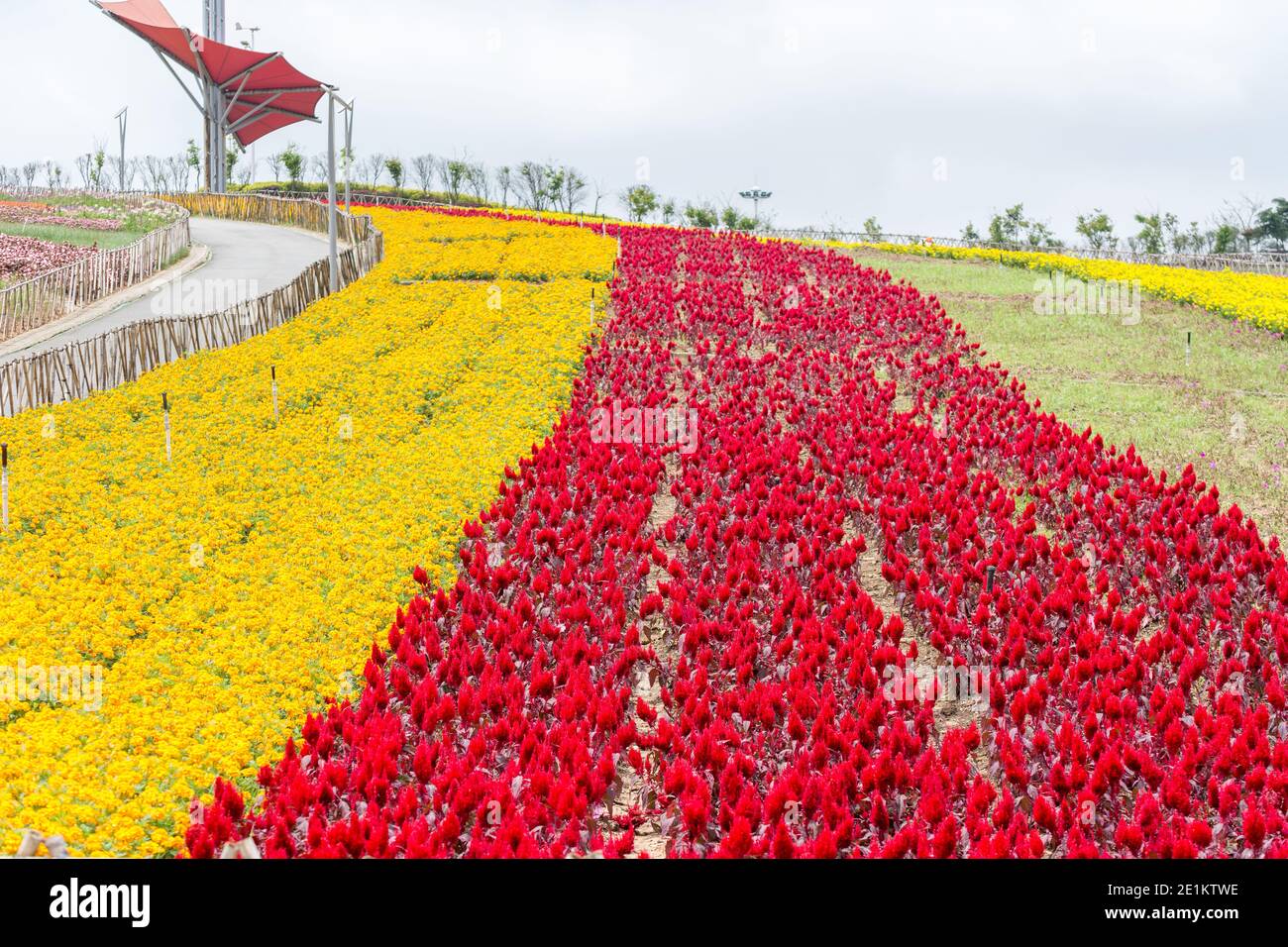 Colorful flower fields and house in East Overseas Chinese Town (OCT ...
