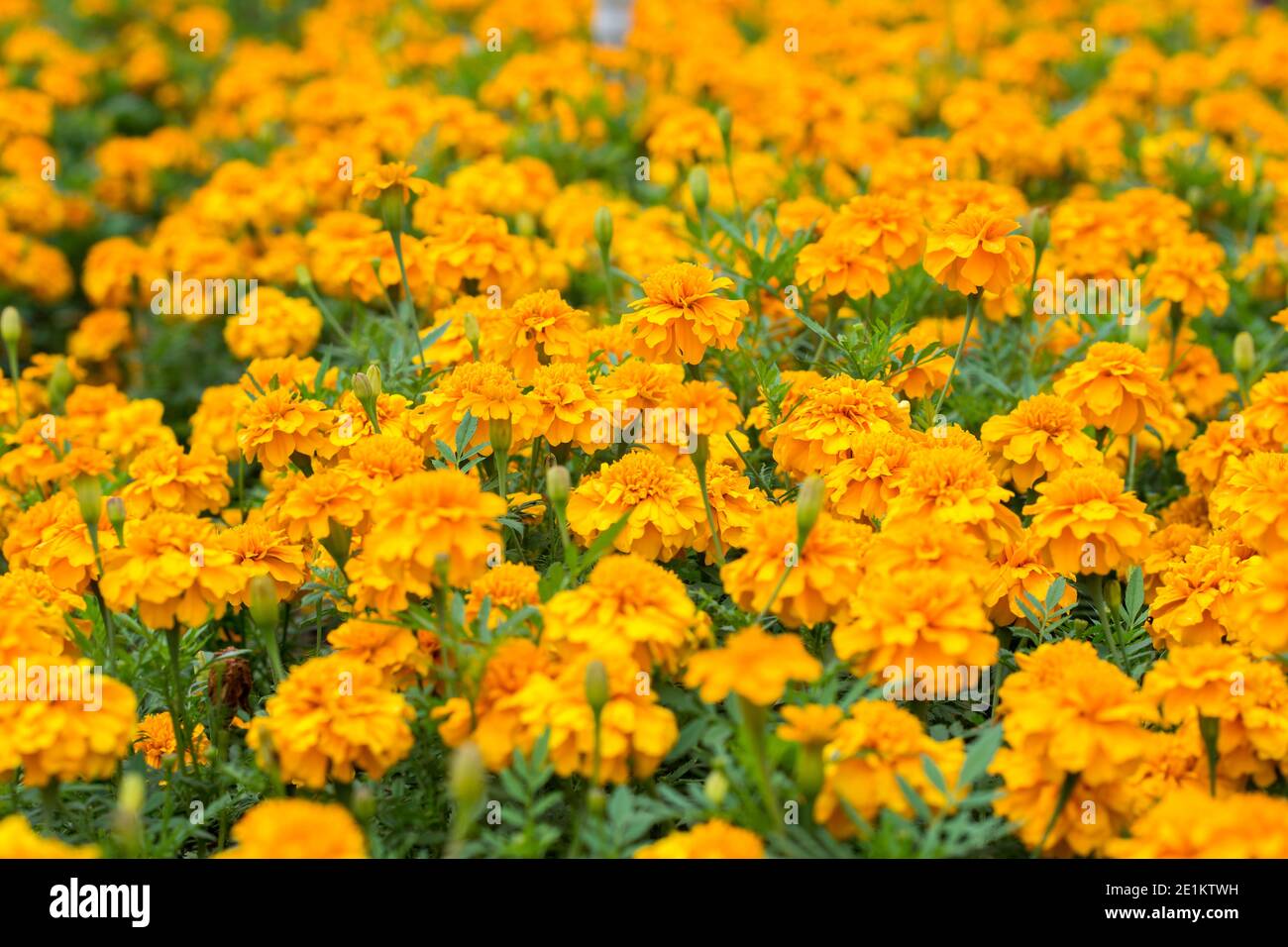 Golden chrysanthemums flower field in East Overseas Chinese Town (OCT ...